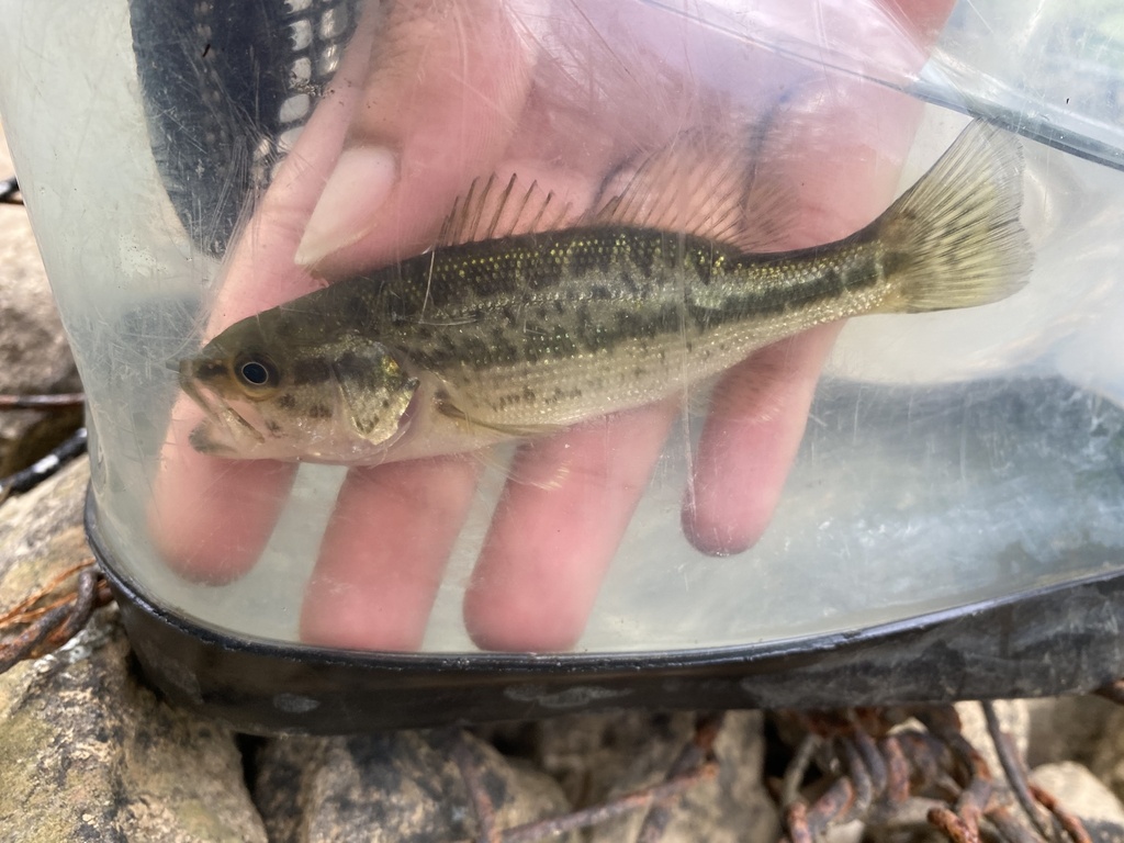 Largemouth Bass from Patuxent River, Brookeville, MD, US on May 17 ...