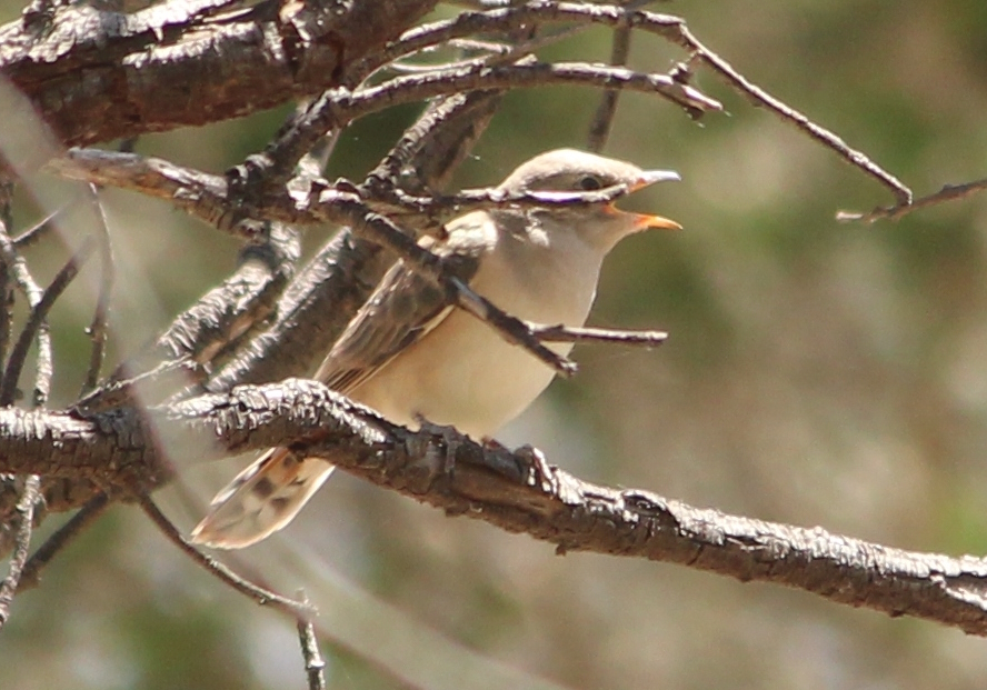 Horsfield's Bronze Cuckoo from Little River VIC 3211, Australia on ...