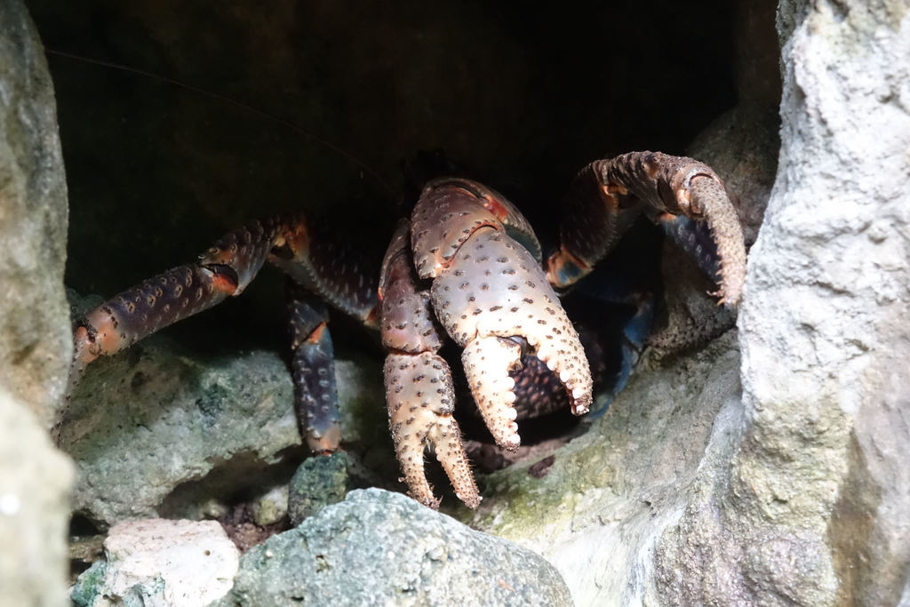 Coconut Crab in August 2019 by John Barkla. In small cavern within ...