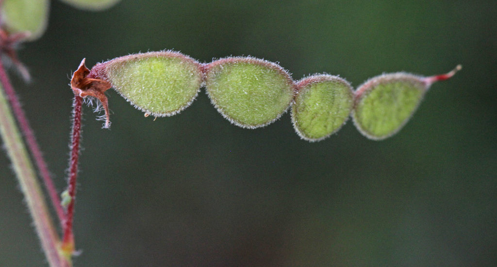 ticktrefoils (Desmodium) - Botanical Realm