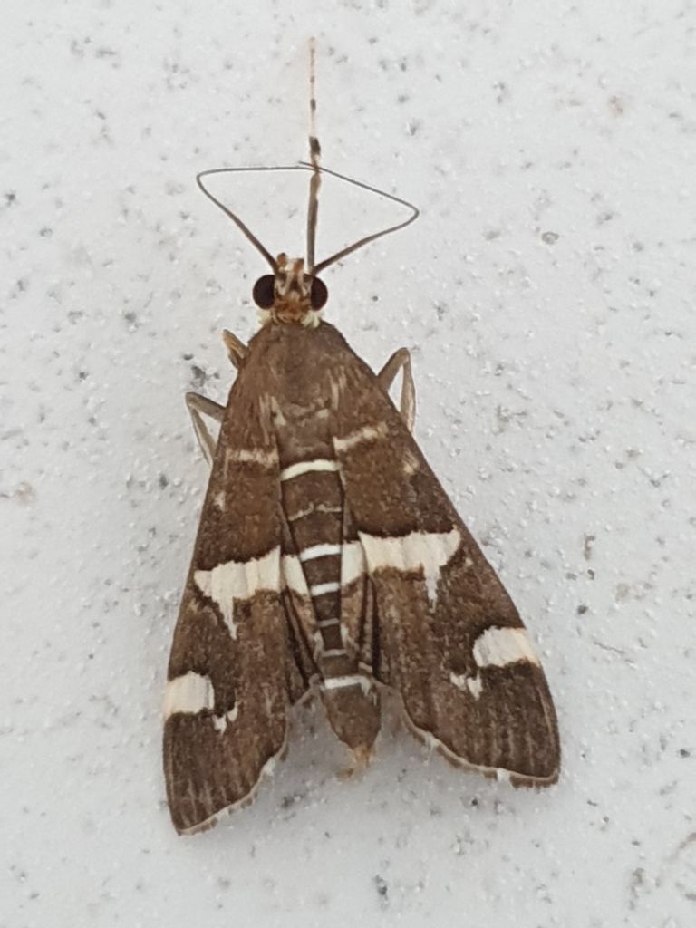 Hawaiian Beet Webworm Moth from Madora Bay WA 6210, Australia on May 12 ...