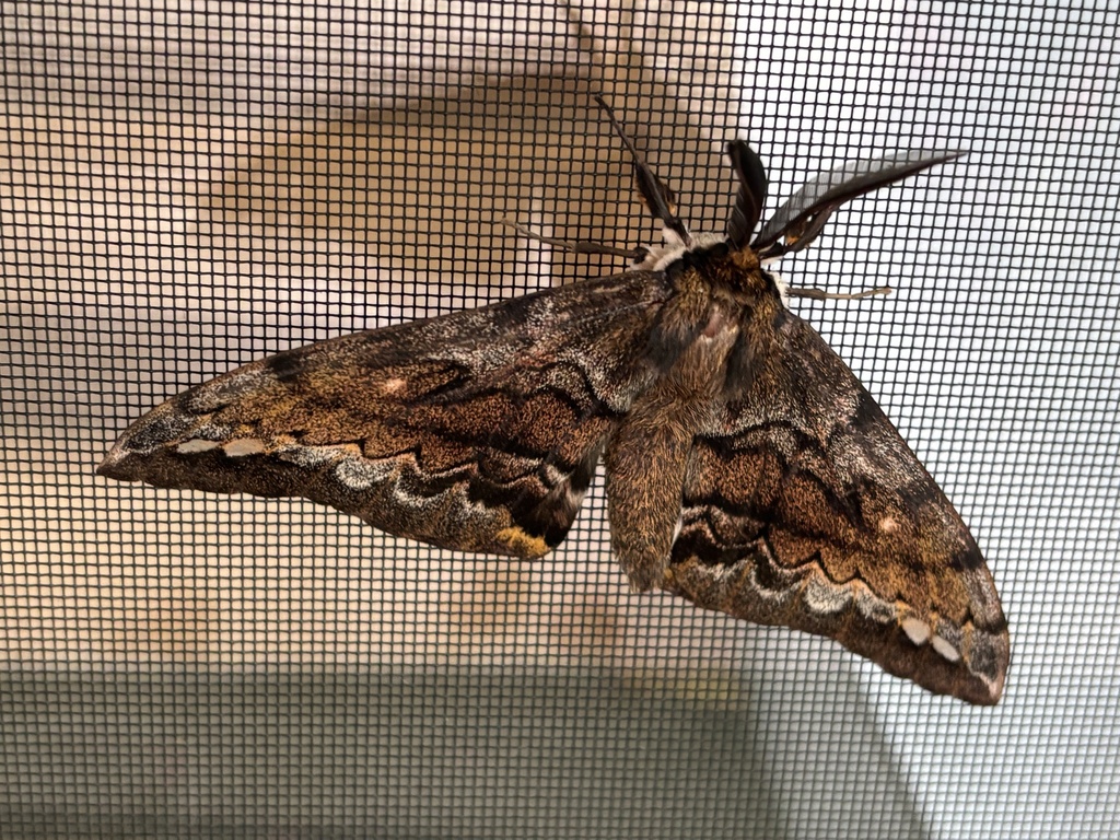 Batwing Moth from Dawson Ave, Wonboyn, NSW, AU on May 18, 2025 at 11:27 ...