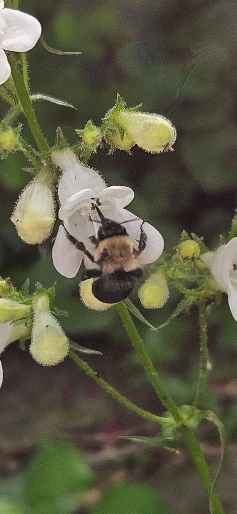 Abrupt Digger Bee from Belknap, Louisville, KY 40205, USA on May 17 ...