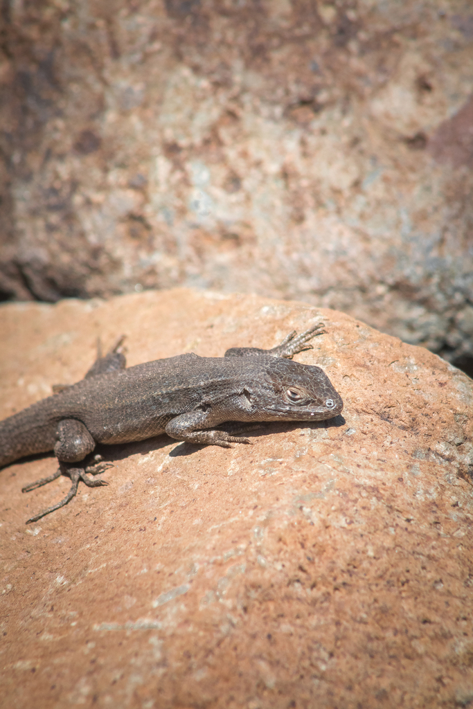 Dusky Smooth-throated Lizard from Los Andes, Valparaíso, Chile on May 16, 2024 at 01:29 PM by ...