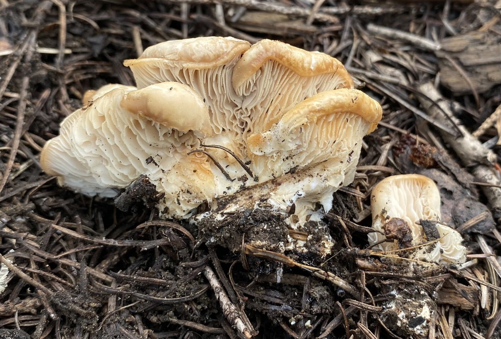 pale oyster from McCall, ID, US on May 17, 2025 at 08:08 AM by Ed Barge ...