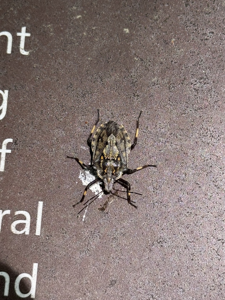 Brochymena myops from Murrells Inlet, SC, US on May 17, 2025 at 11:26 ...