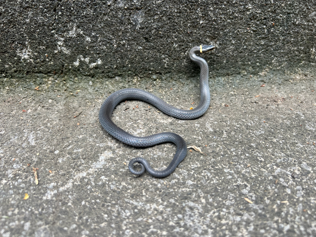 Ring-necked Snake from Rome on May 13, 2025 at 03:34 PM by okinney ...