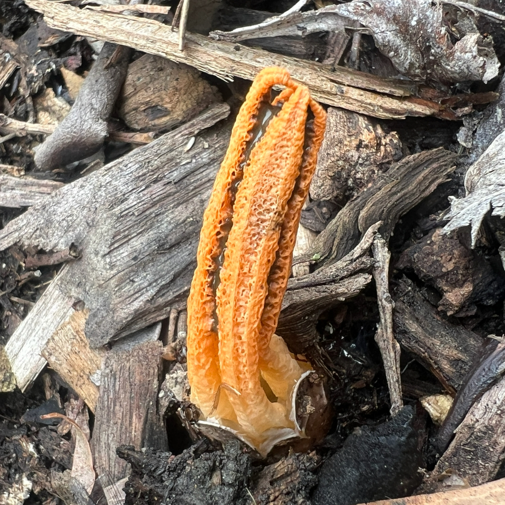 stinky squid from Phillip St, Parramatta, NSW, AU on May 18, 2025 at 12 ...