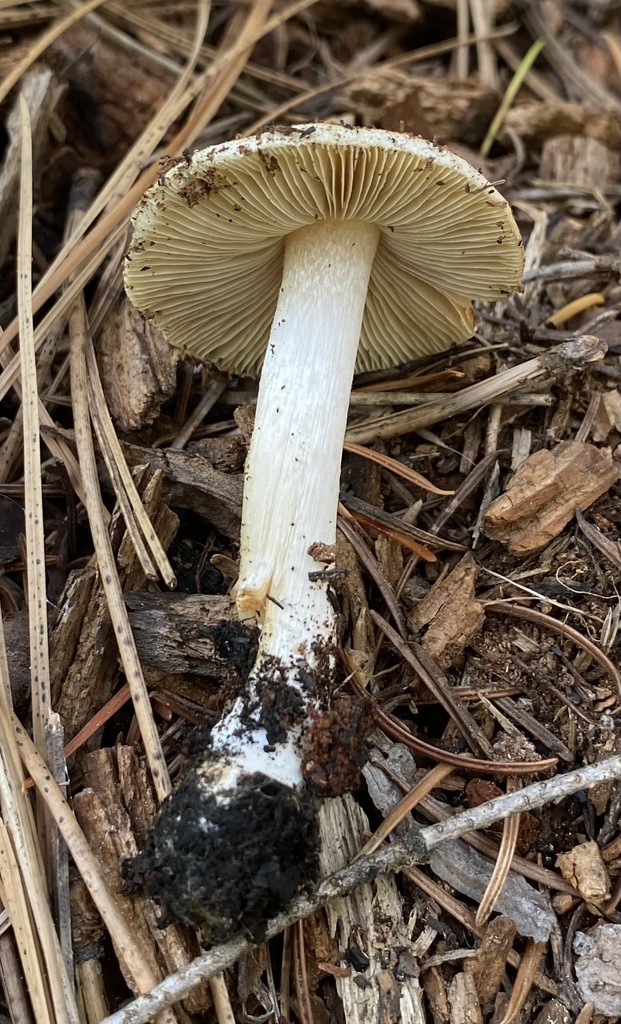 Pseudosperma niveivelatum from Payette National Forest, Pollock, ID, US ...