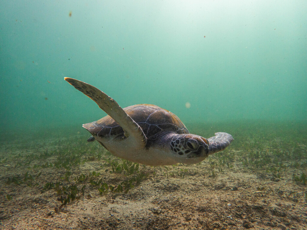Green Sea Turtle from Cabbage Tree Bay, AU-NS-MN, AU-NS, AU on May 17 ...