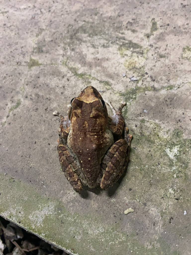 Robust Kajika Frog from 瑞芳區 on May 15, 2025 at 11:24 PM by catiriscat · iNaturalist