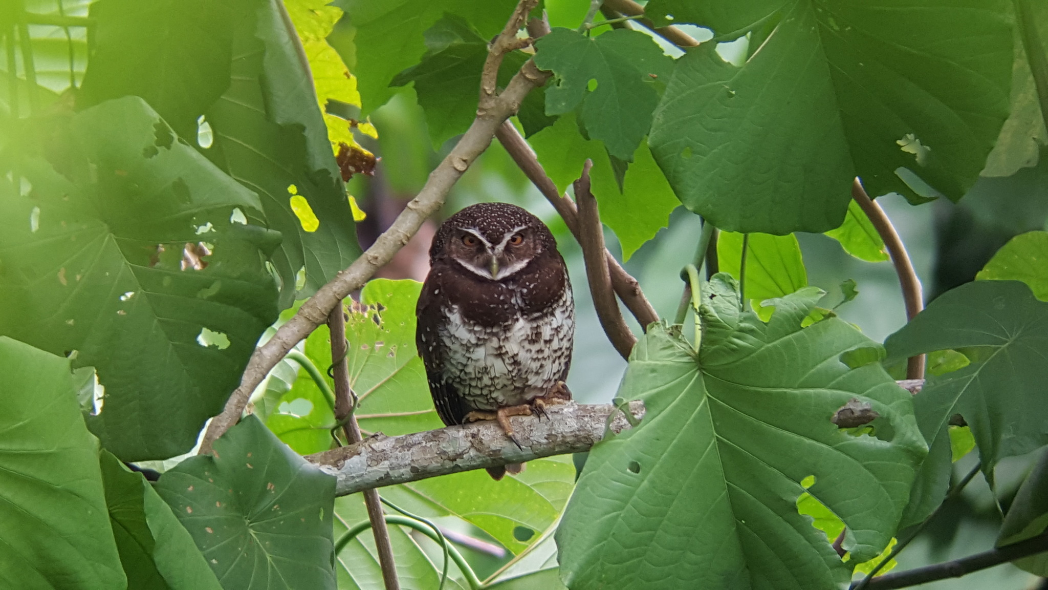 Ninox odiosa P.L.Sclater, 1877