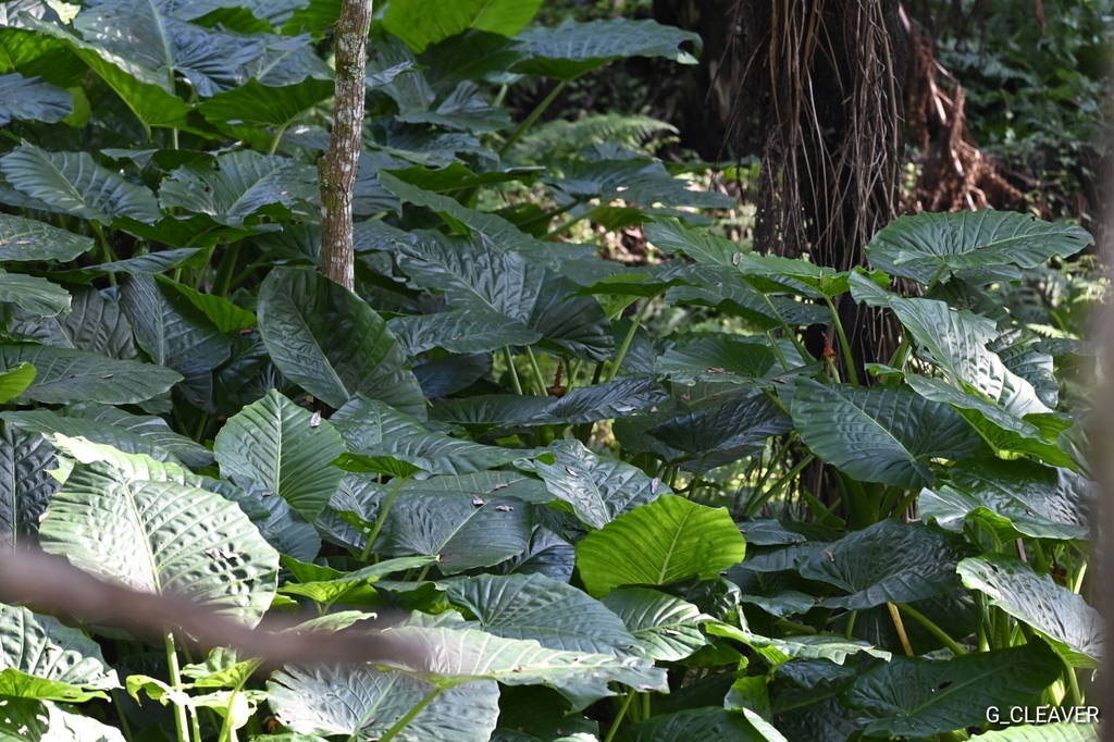 Elephant's ear from Gordon NSW 2072, Australia on May 17, 2025 at 01:39 ...