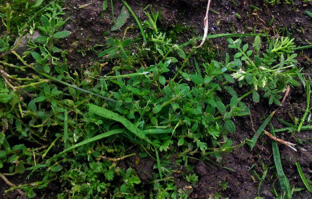 Brazilian Whitlow (Paronychia brasiliana) - Botanical Realm