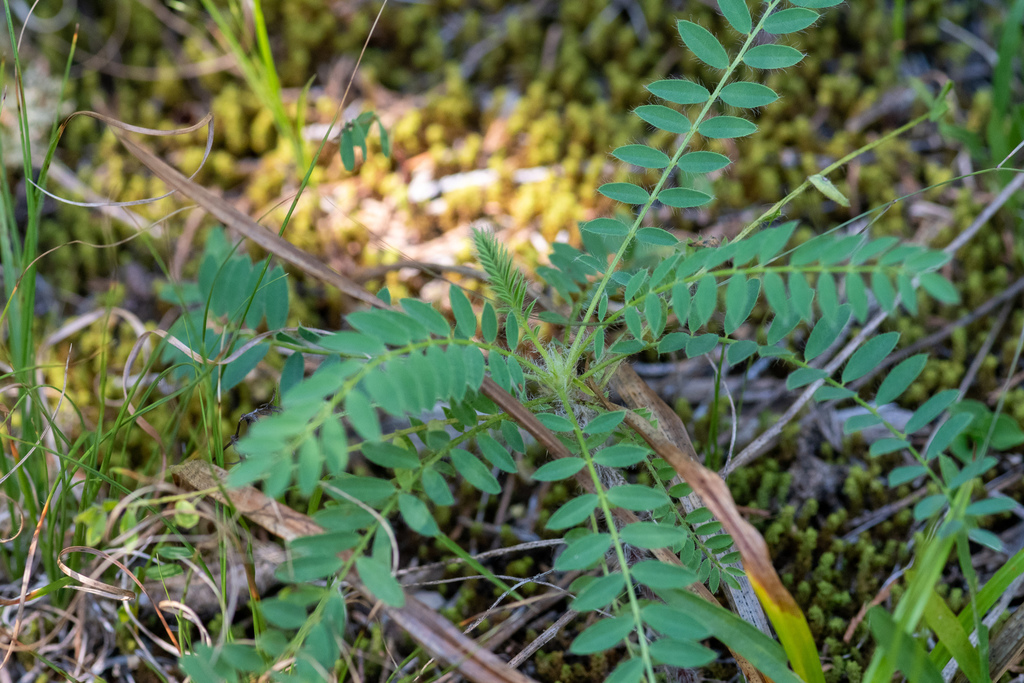 Tennessee milkvetch from Wilson County, TN, USA on September 07, 2019 ...