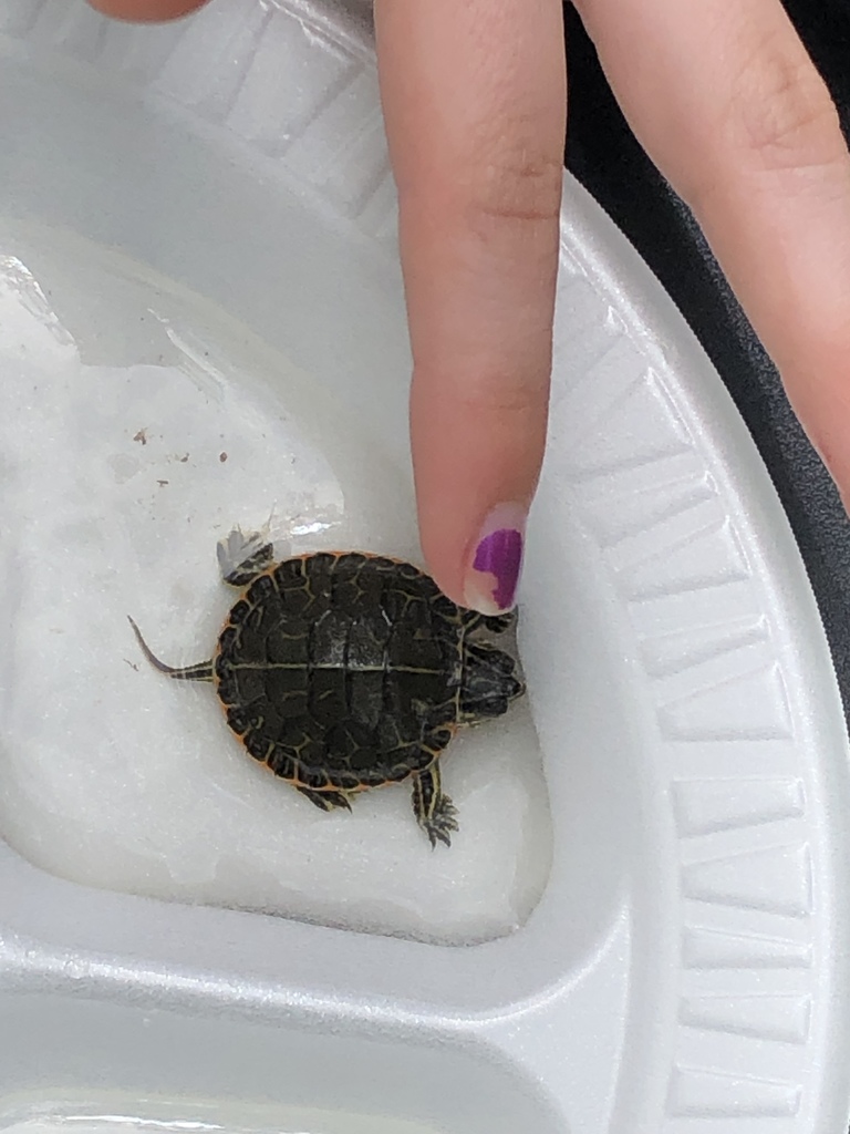Painted Turtle from Elkhorn, Omaha, NE, US on May 24, 2019 at 01:06 PM ...
