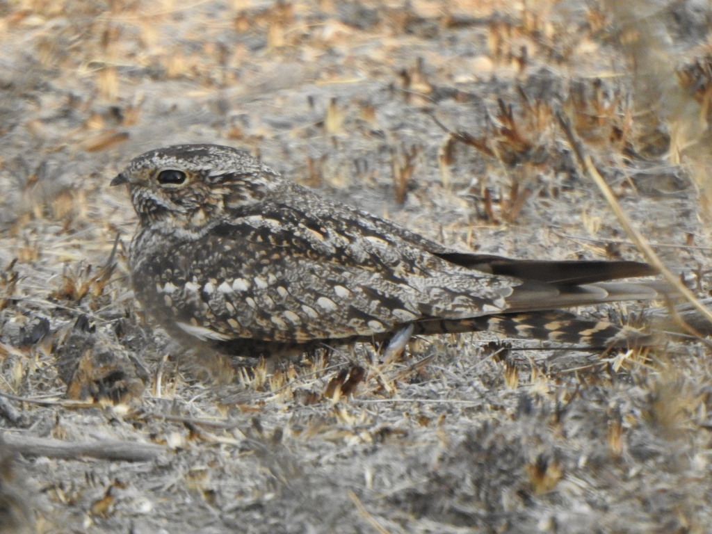 Lesser Nighthawk from LA MORA, 37664 Gto., México on May 17, 2025 at 06 ...