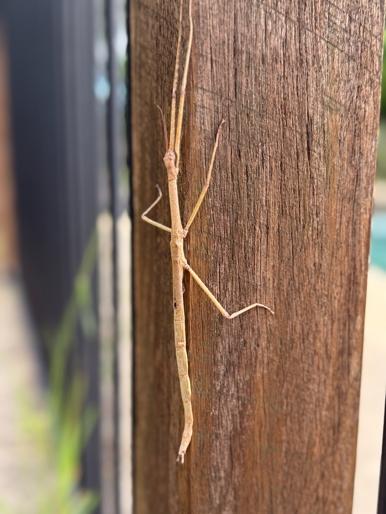 tessellated stick insect from Maroochy - Maroochydore, QL, AU on March ...