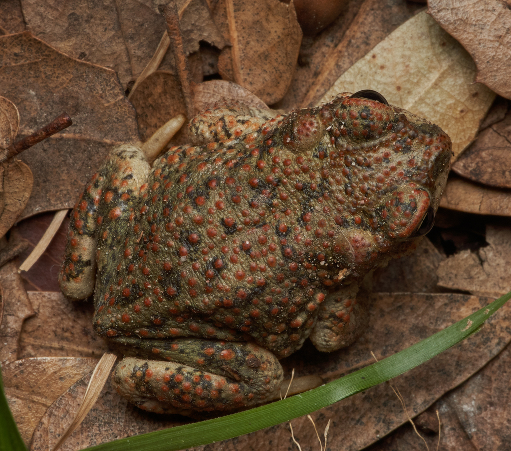 Sapo de puntos rojos (Anfibios y Reptiles Potenciales del Pitayal ...