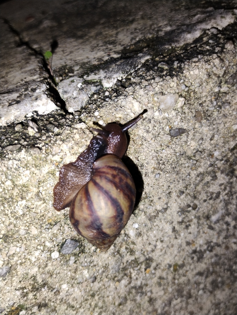 African Giant Snail from Laranjeiras, Rio de Janeiro - RJ, 22240 ...