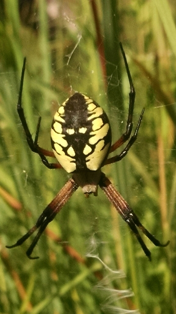 Yellow Garden Spider (Casa Tortuga) · iNaturalist