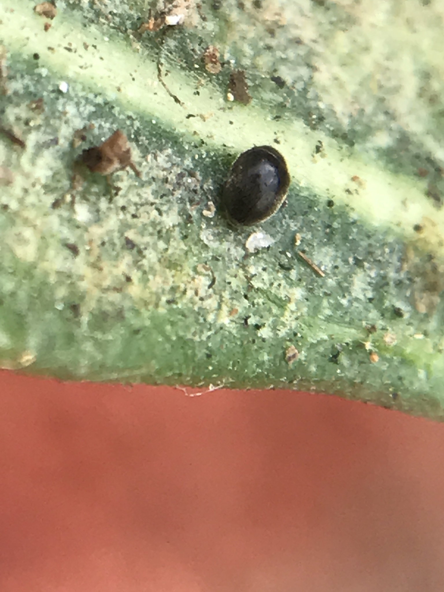 Stethorus punctum (LeConte, 1852)