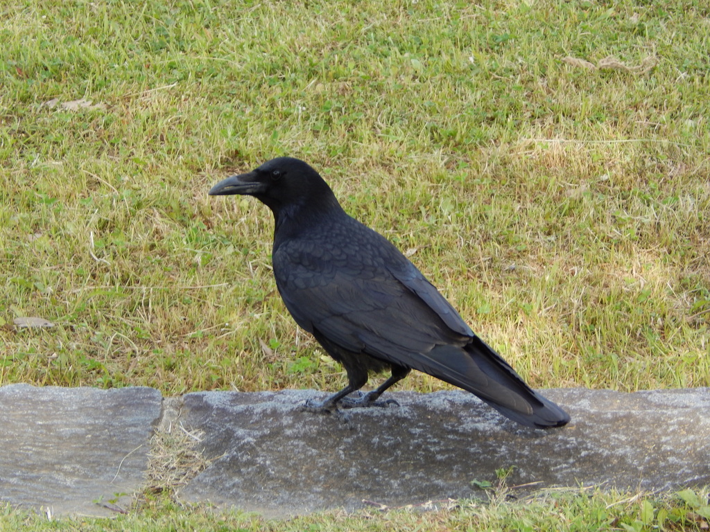 Carrion Crow in May 2023 by torinori · iNaturalist
