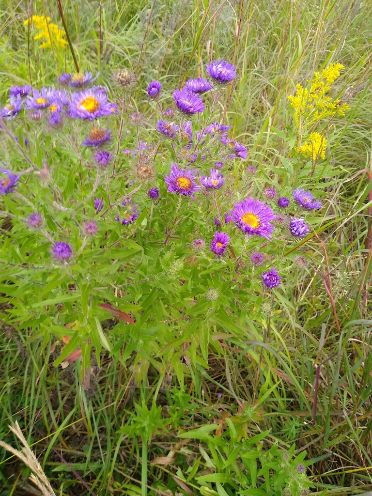 New England aster from South Loop District, Bloomington, MN 55425, USA ...