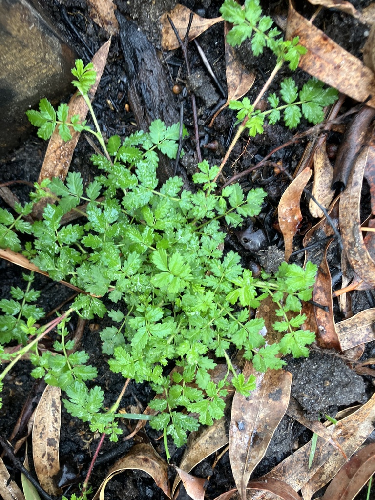 Biddy-biddy from Grampians National Park, Mafeking, VIC, AU on May 17 ...
