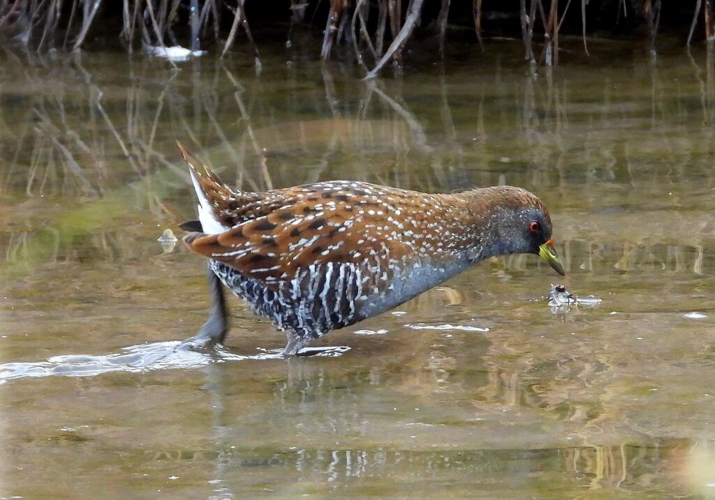 Australian Crake from Point Wilson VIC 3212, Australia on May 17, 2025 ...