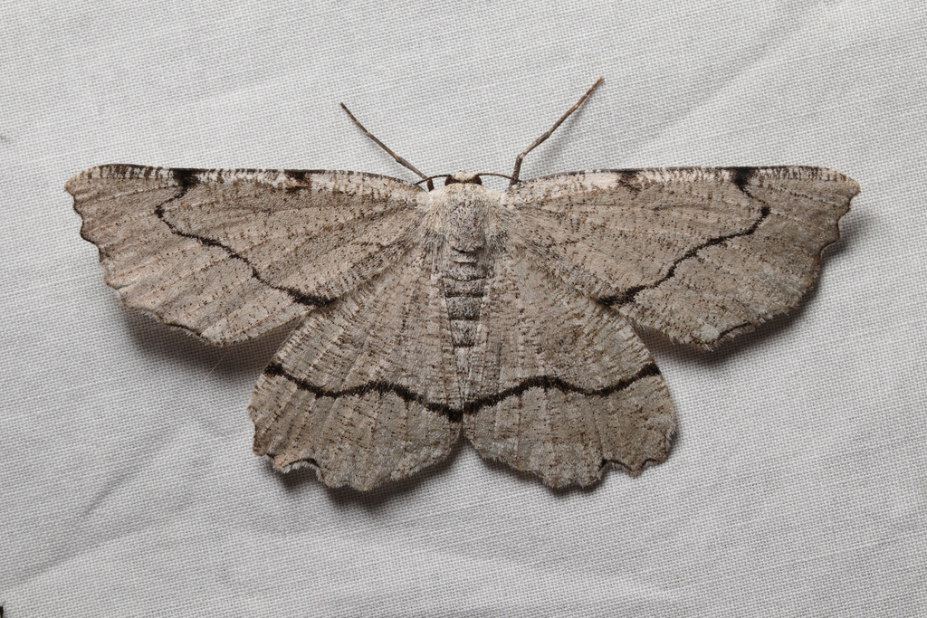 Two rare moths! · iNaturalist Australia