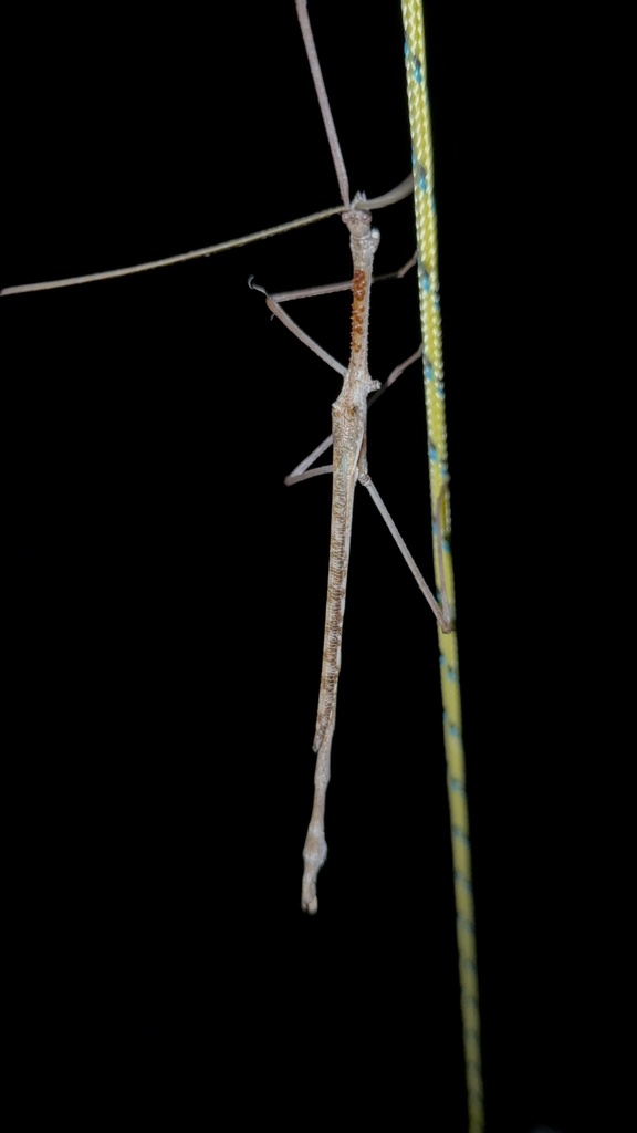 Quick Stick Insect from Gayndah, QLD, AU on May 18, 2025 at 07:10 PM by ...
