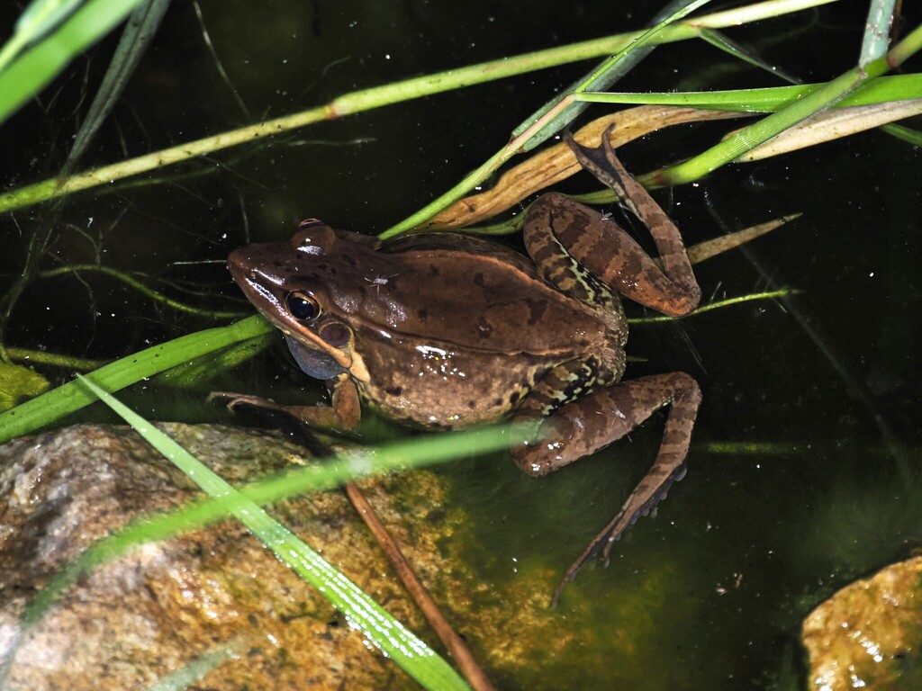 Guenther's Frog from 香港大嶼山 on May 16, 2025 at 07:42 PM by Napo Chu ...