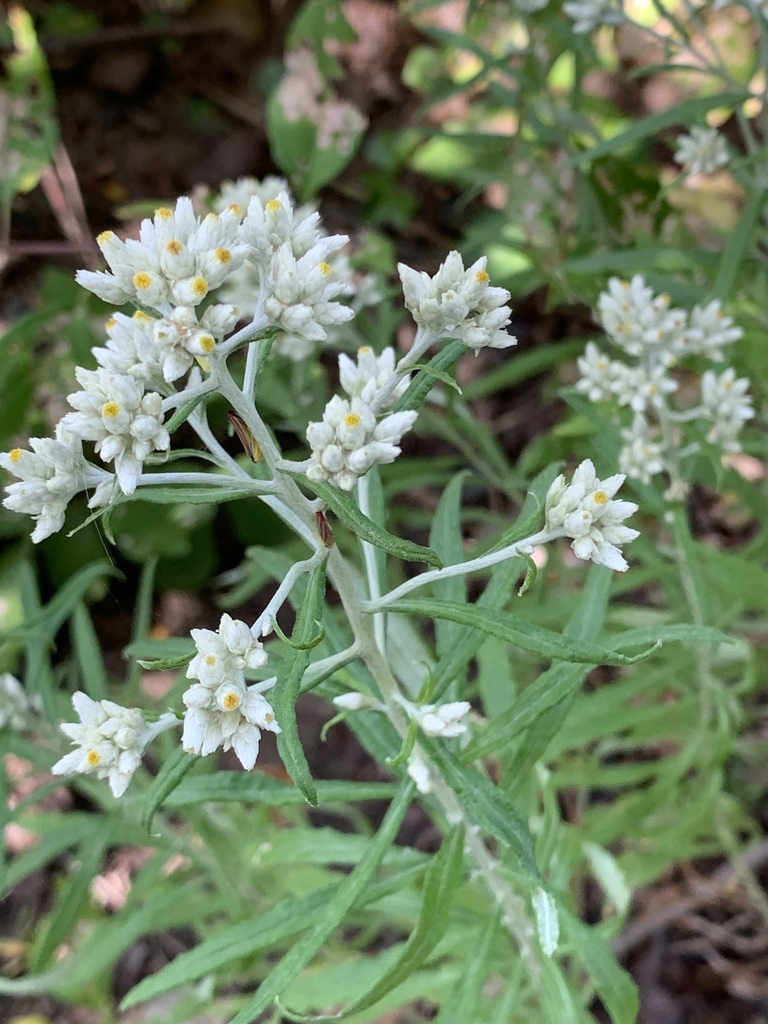 sweet everlasting (Linda Loring Nature Foundation Property) · iNaturalist