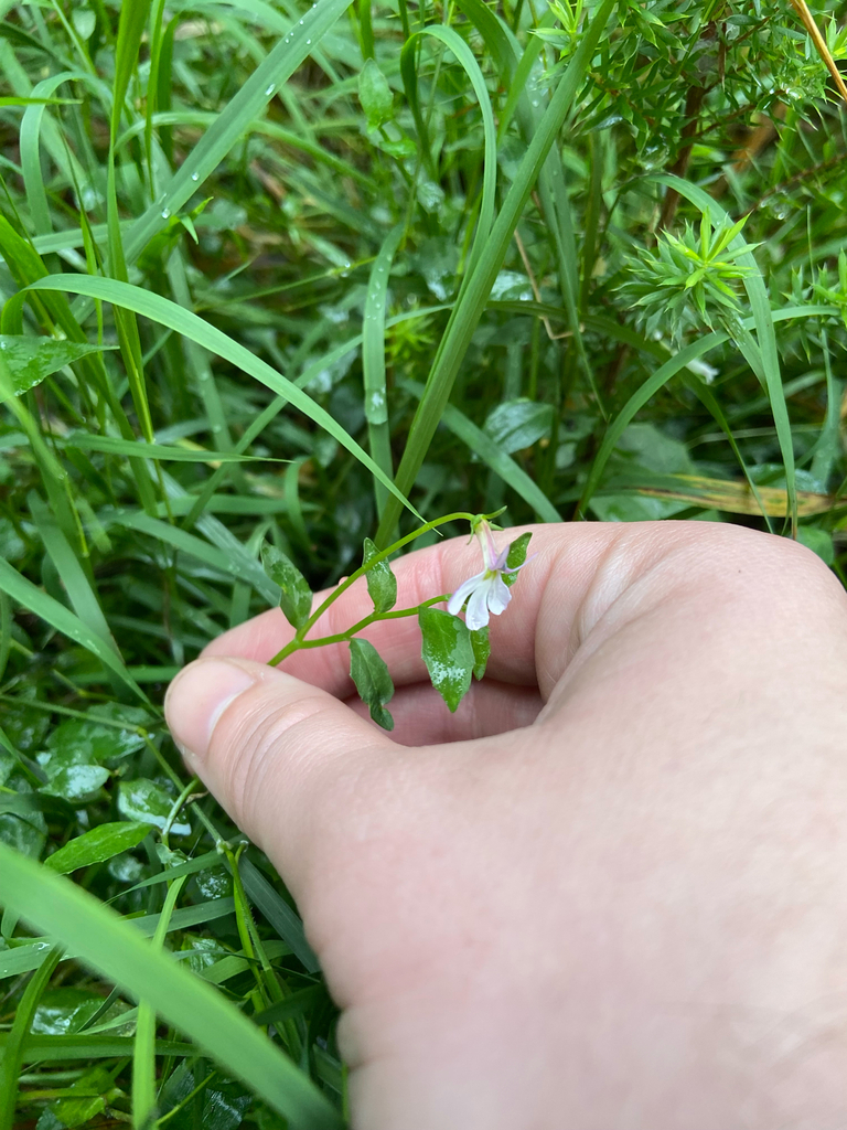 White Root from Evans Rd, Carlingford, NSW, AU on May 18, 2025 at 01:52 ...