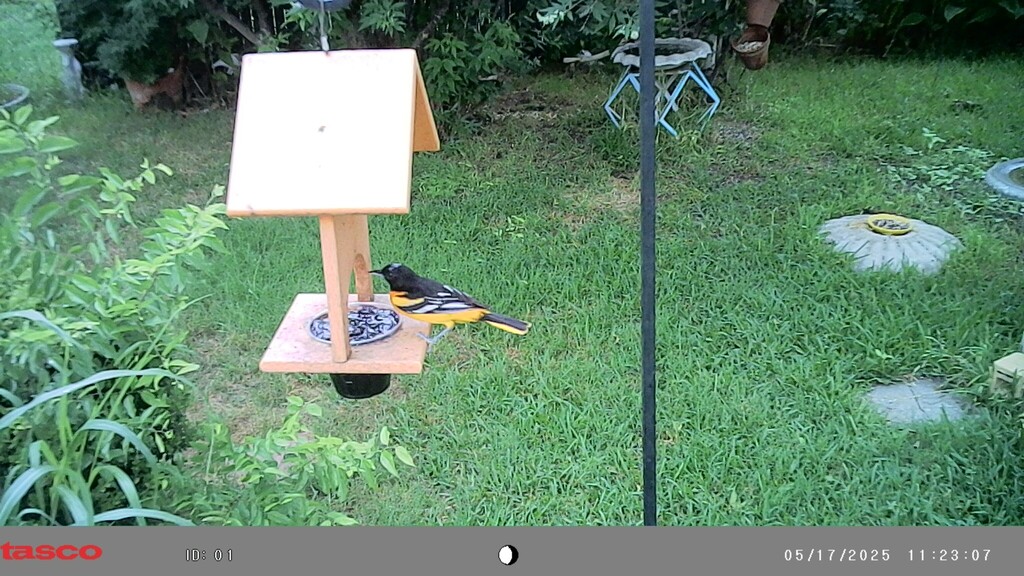 Baltimore Oriole from Benbrook, TX, USA on May 17, 2025 at 11:23 AM by ...