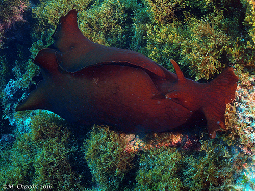 Sooty Sea Hare (Οδηγός Πεδίου για τα Γυμνοβράγχια (Nudibranchs ...