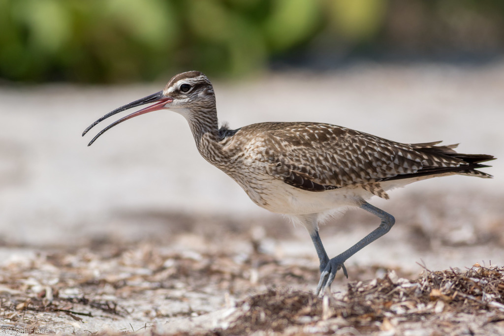 Whimbrel (Birds of Montserrat) · iNaturalist