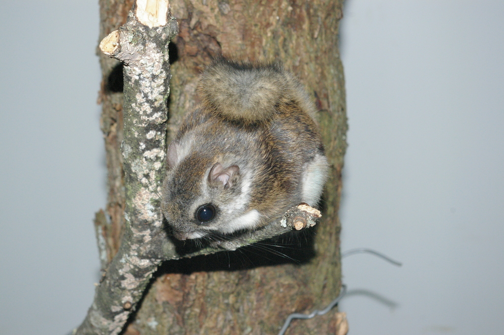 Palearctic Flying Squirrels (Pteromys) - Know Your Mammals