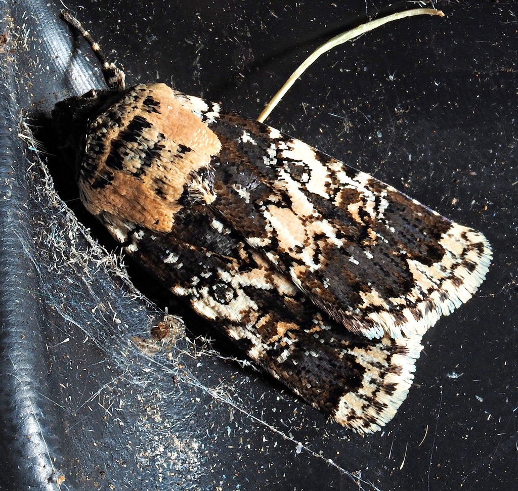 Proteuxoa from Kalamunda WA, Australia on March 9, 2025 at 01:21 PM by ...