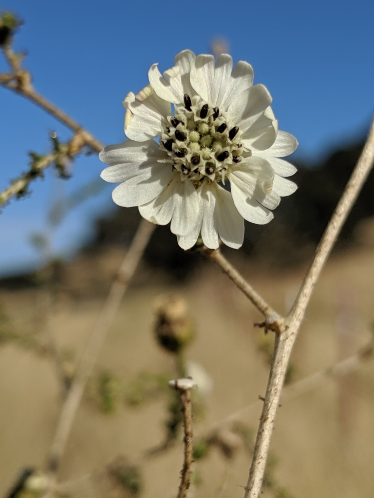 tarweeds, silverswords, and allies (Madieae) - Botanical Realm