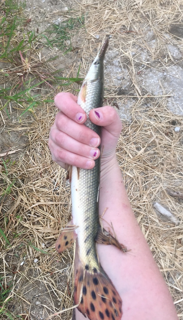 Shortnose Gar from County Road 34, Fort Calhoun, NE, US on September 7 ...
