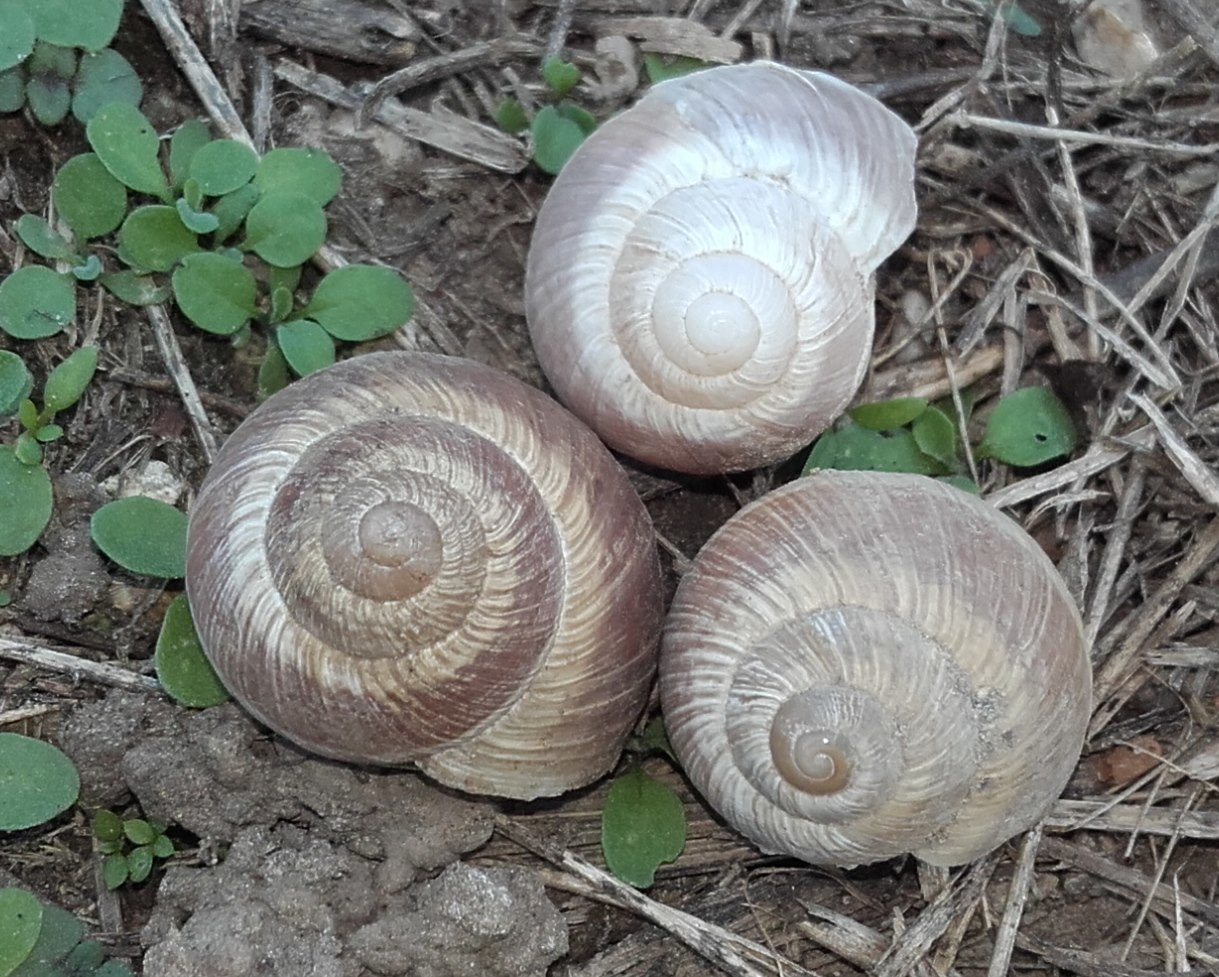 Helix cincta O.F.Müller, 1774