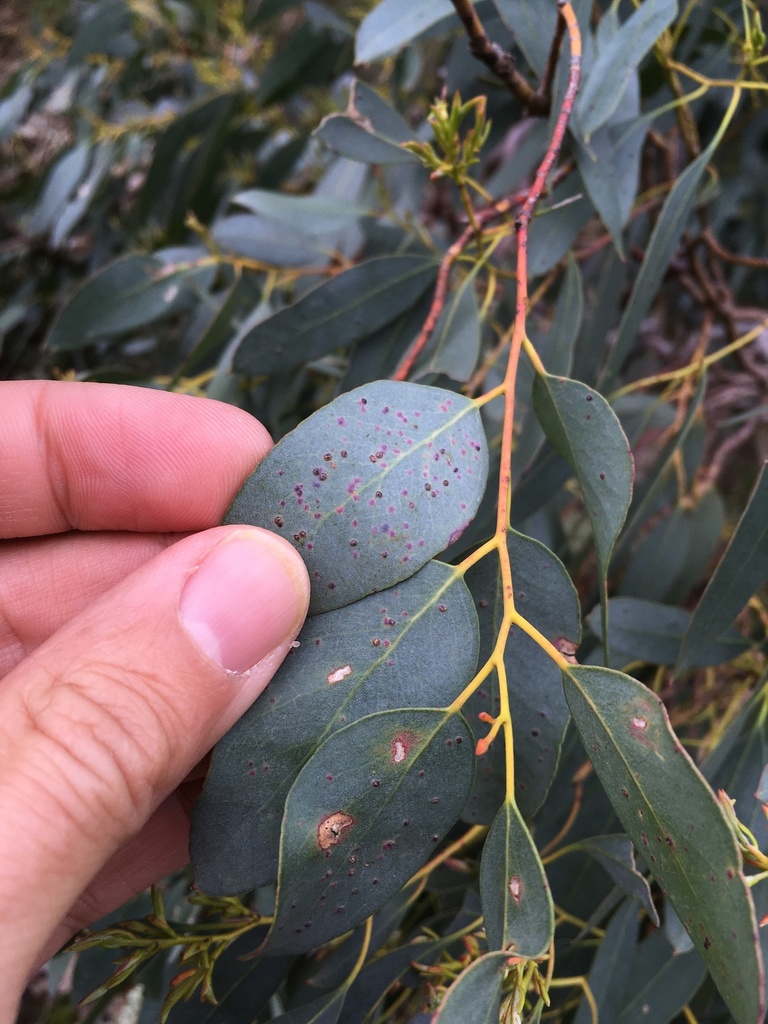 Blue-gum Chalcidoid Wasp from Harry Ell track, Victoria Park, Port ...