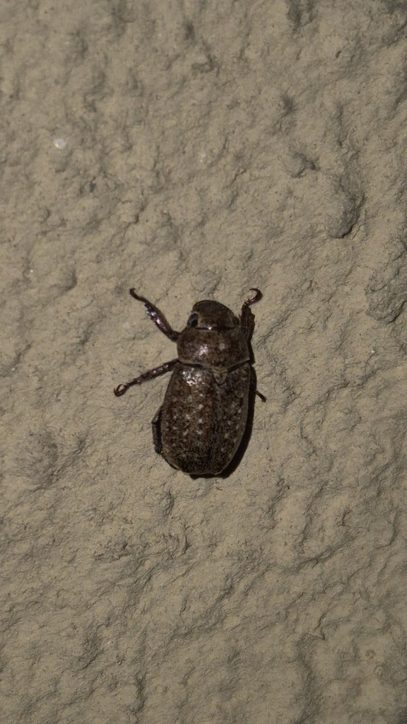 Chestnut Brown Chafer from 938 Shuzenji, Izu, Shizuoka 410-2416, Japan ...