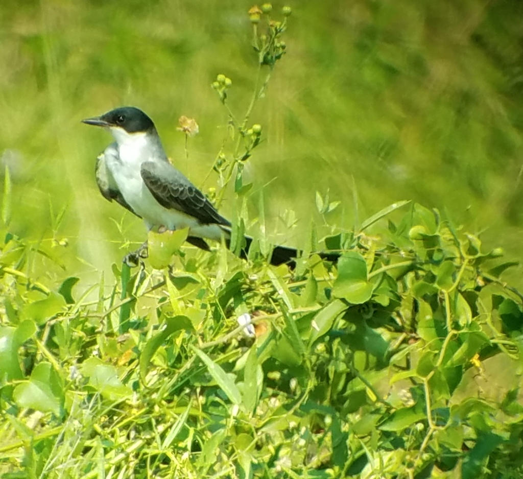 Fork-tailed Flycatcher from Gulf Shores, AL 36542, USA on September 7 ...