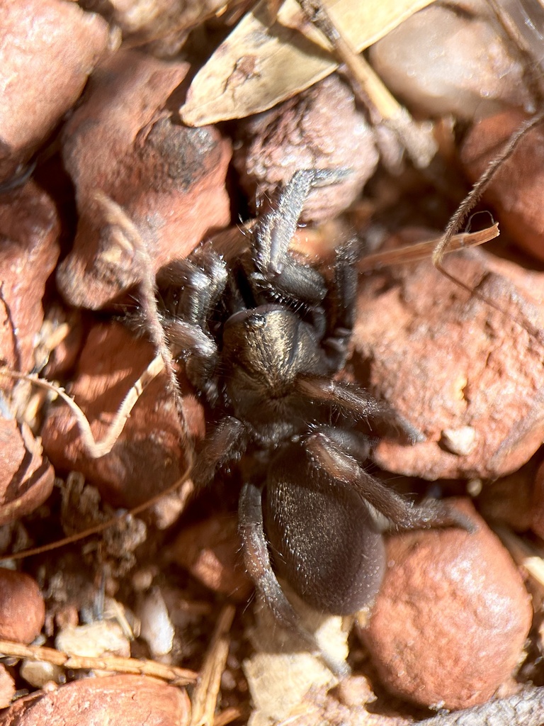 Wishbone Spiders from Litchfield National Park, Litchfield Park, NT, AU ...