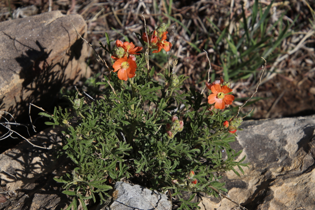 Scarlet Globemallow from Huerfano County, CO, USA on May 2, 2025 at 03: ...