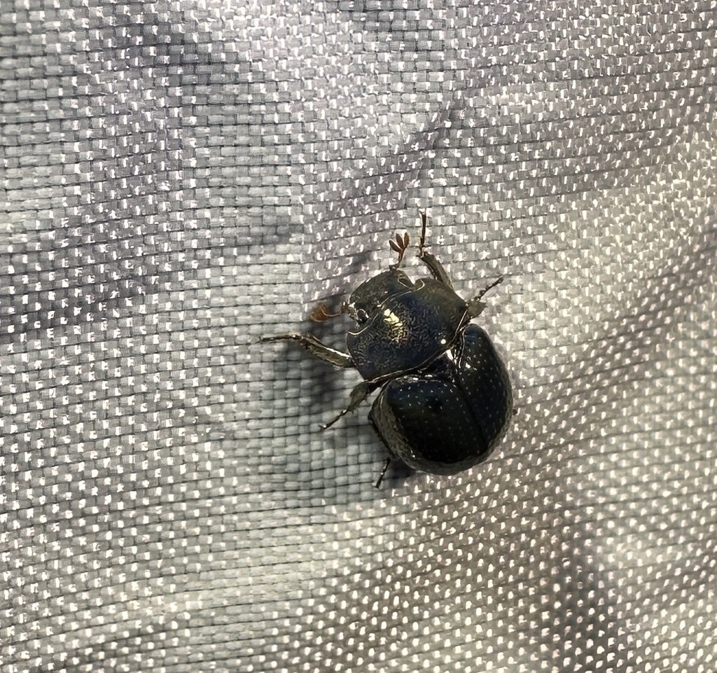 Germarostes globosus in May 2025 by caseygirard · iNaturalist