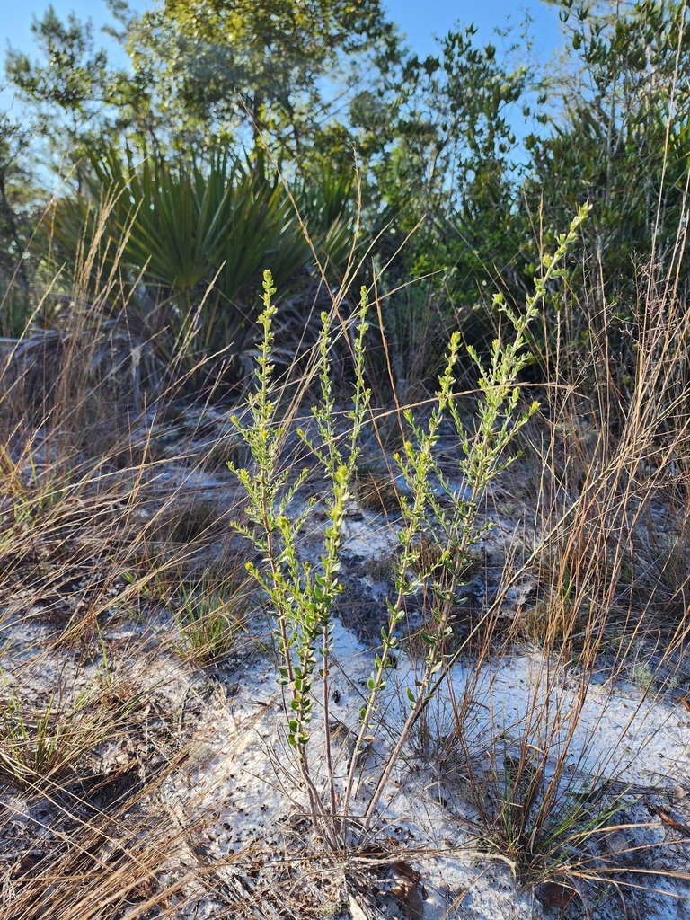 Nodding Pinweed from Frostproof, FL 33843, USA on May 18, 2025 at 08:49 ...